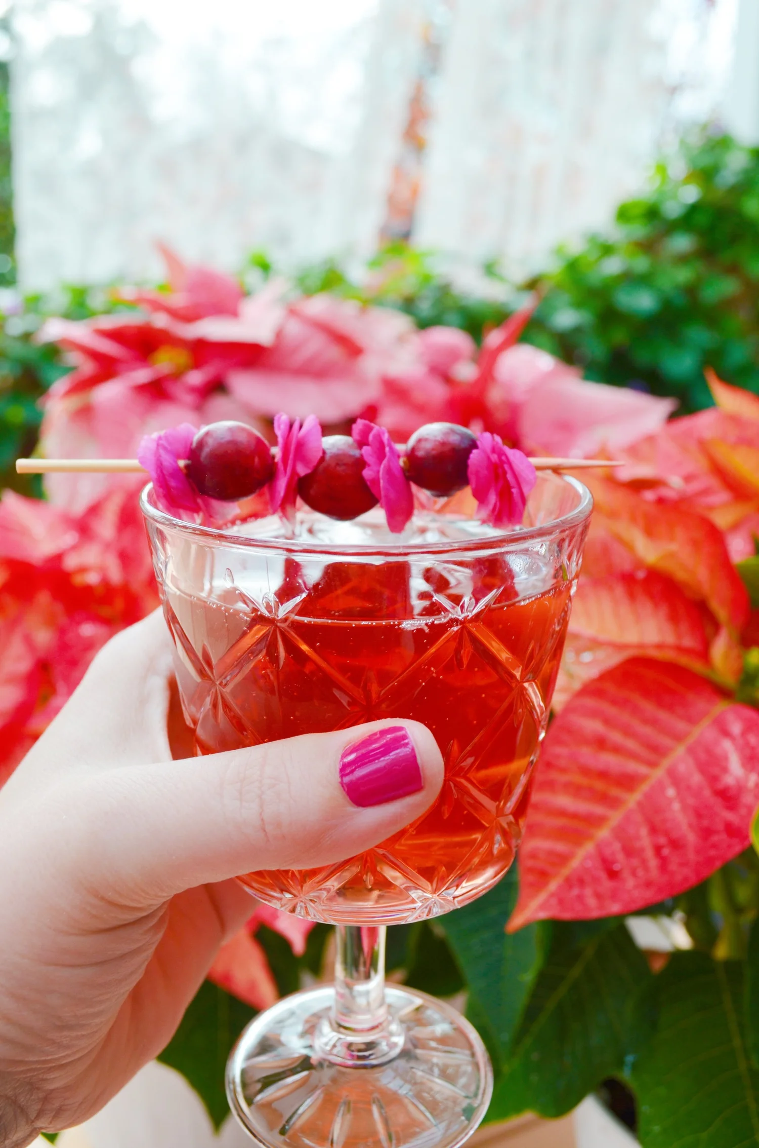 Pink Poinsettia Cocktail — Drinking with Chickens- craft cocktail recipes