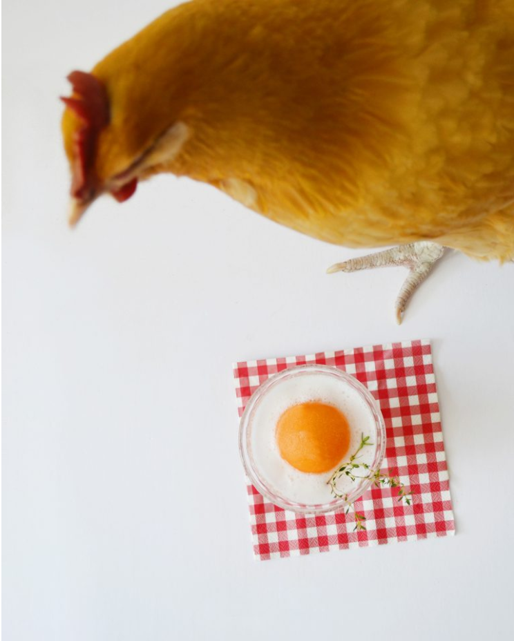 The Sunnyside Up Cocktail — Drinking with Chickens- craft cocktail recipes