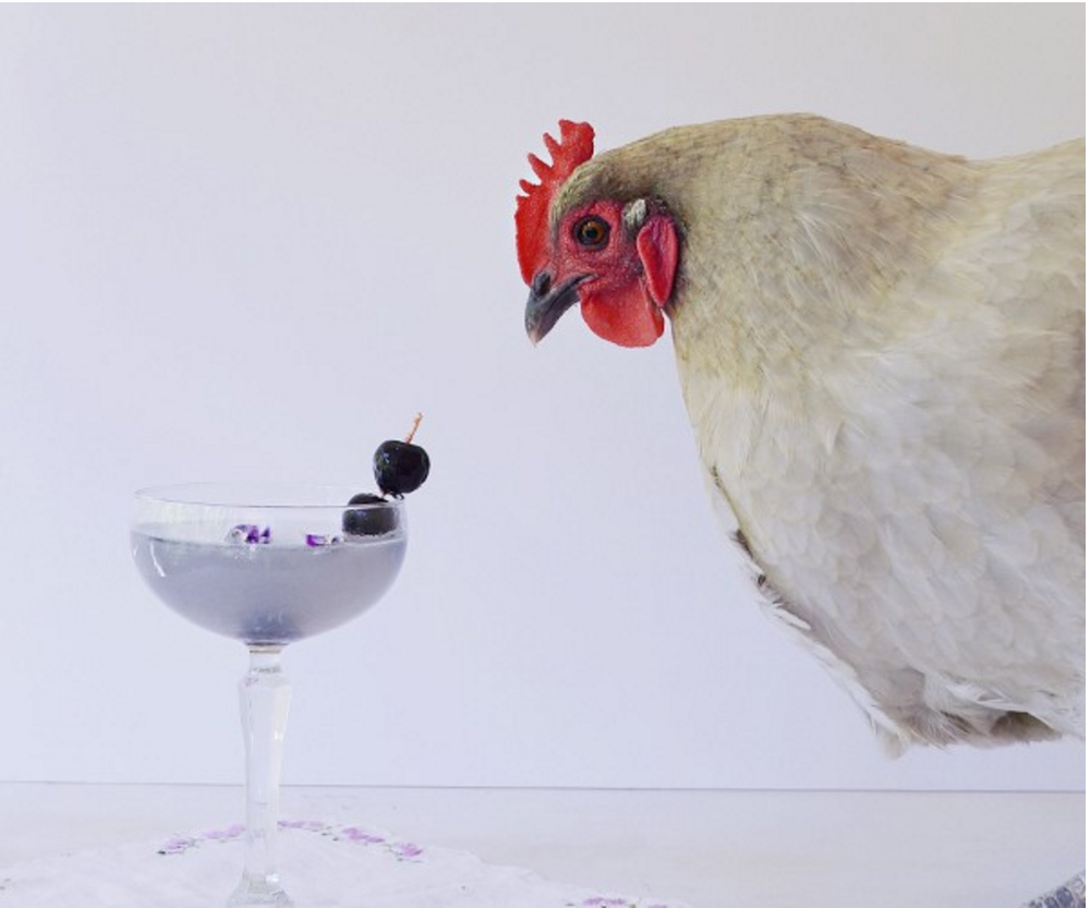 The Aviation — Drinking with Chickens- craft cocktail recipes