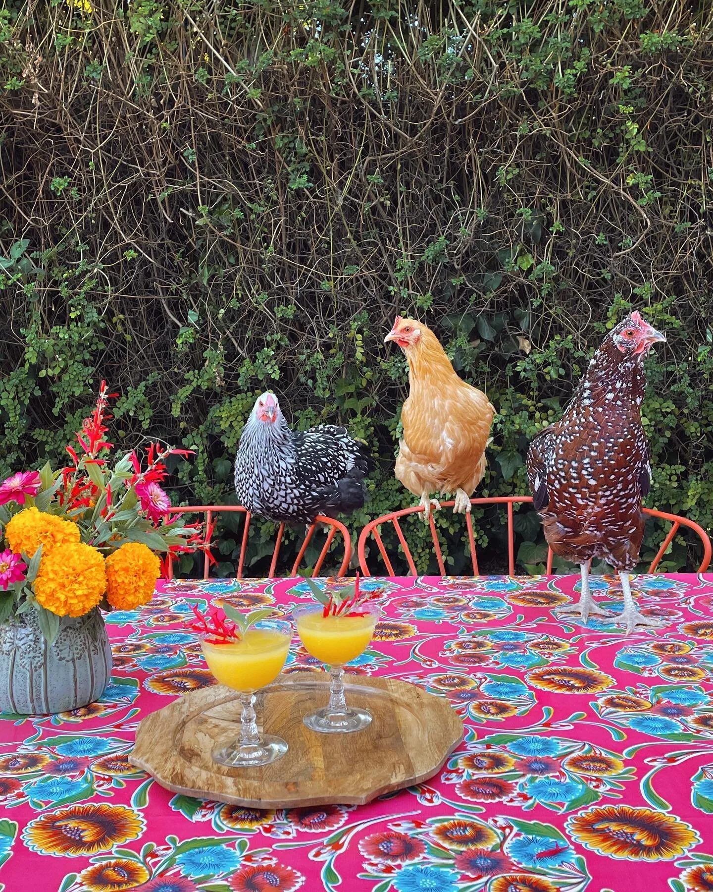 Lavender Tequila Sunrise — Drinking With Chickens- Craft cocktail recipes