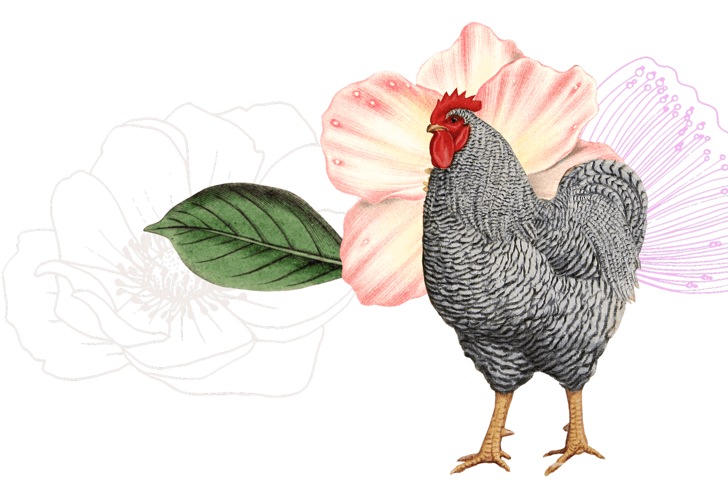 Drinking With Chickens | garden-to-glass craft cocktail recipes and ...