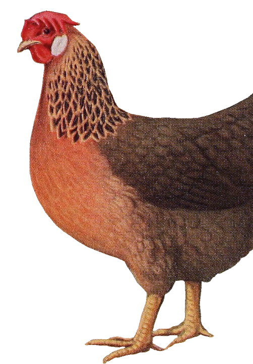 Drinking With Chickens | garden-to-glass craft cocktail recipes and ...
