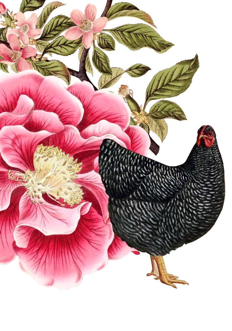 Drinking With Chickens | garden-to-glass craft cocktail recipes and ...