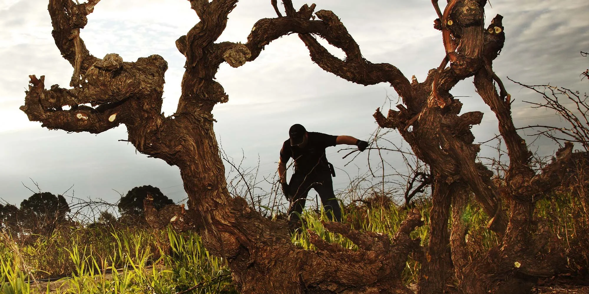 Cirillo Estate - Barossa Valley — Vinify