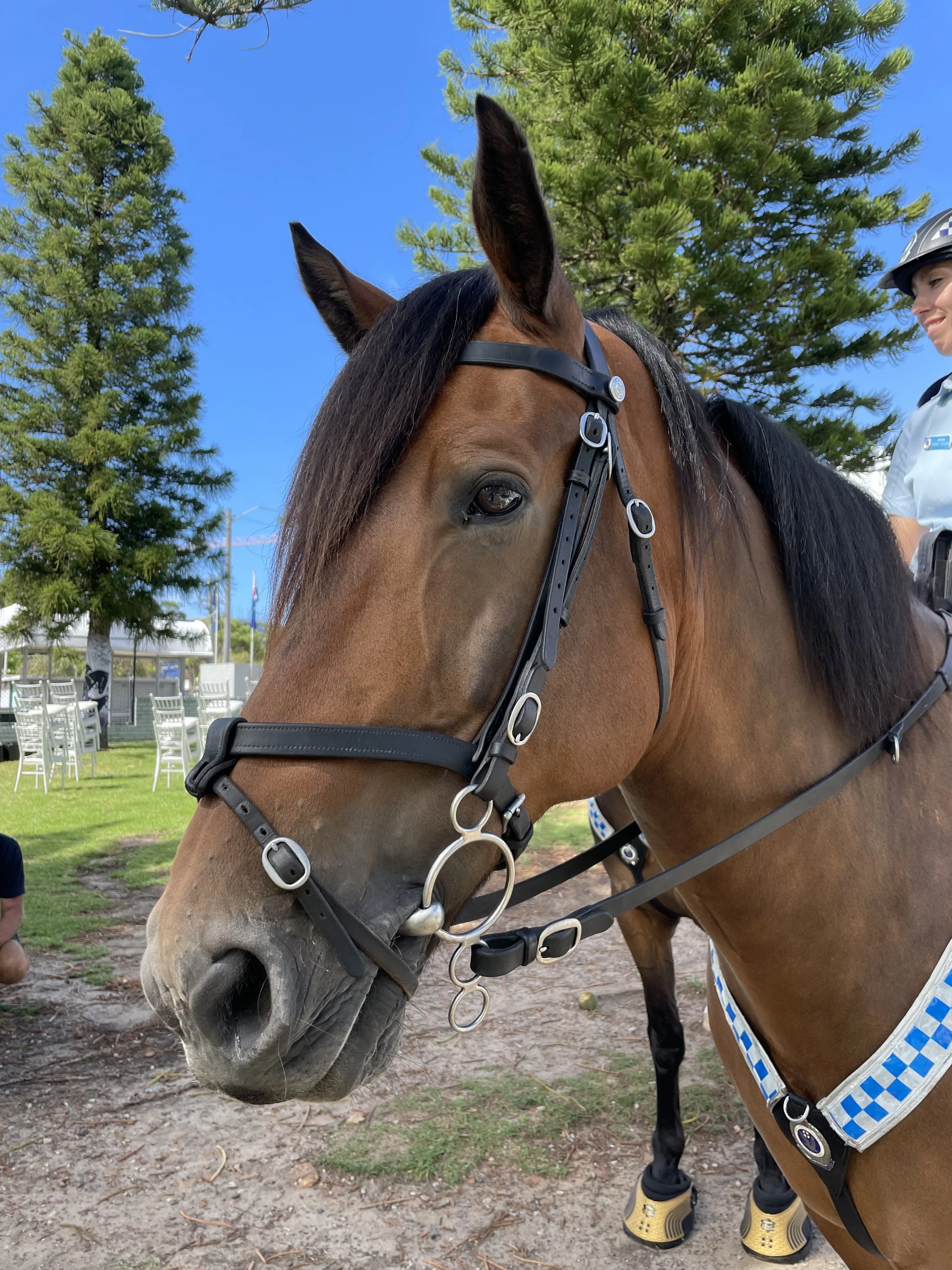 Commemorate War Animal Day in Cronulla — Cronulla RSL Community
