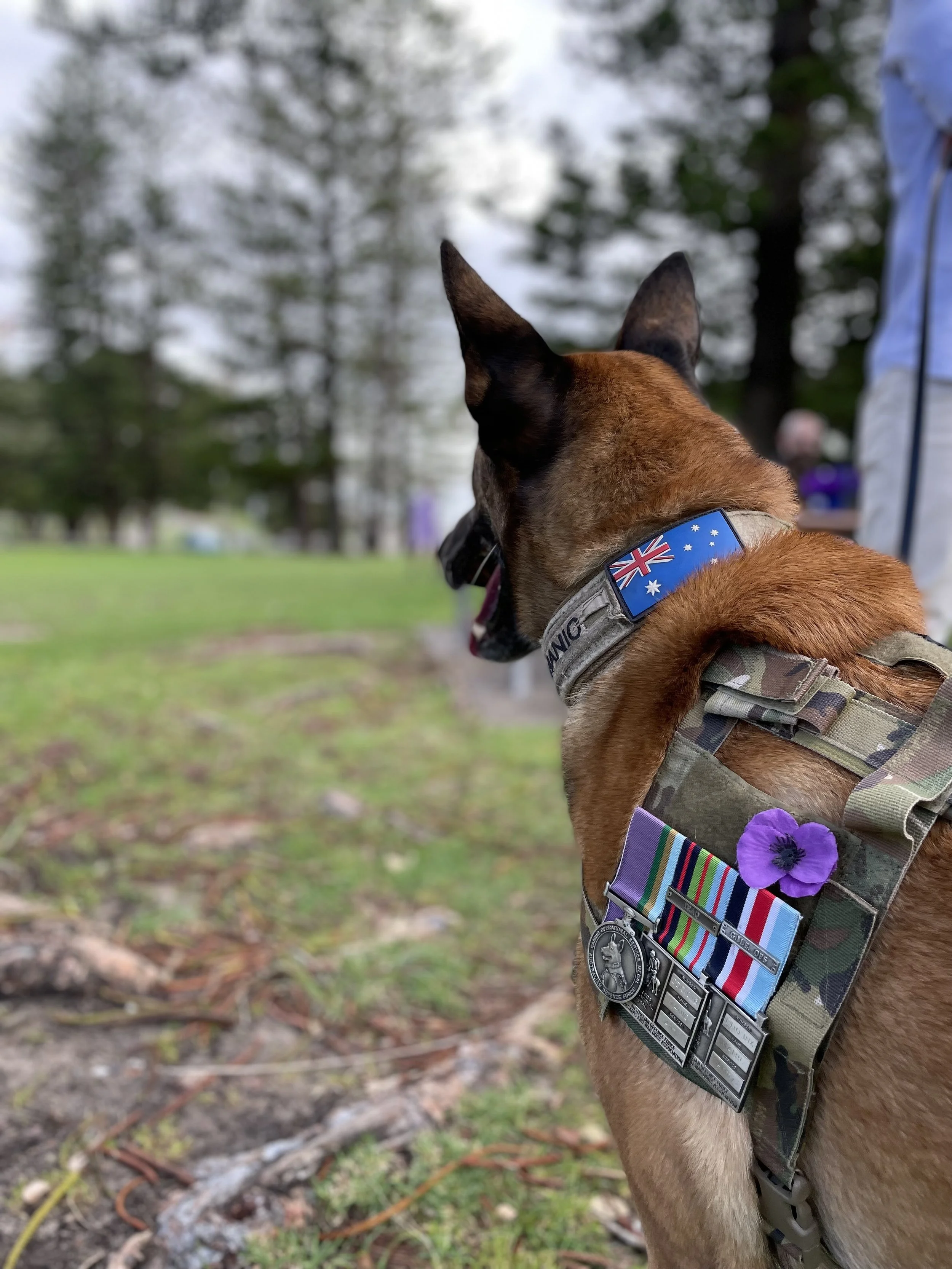 Commemorate War Animal Day in Cronulla — Cronulla RSL Community