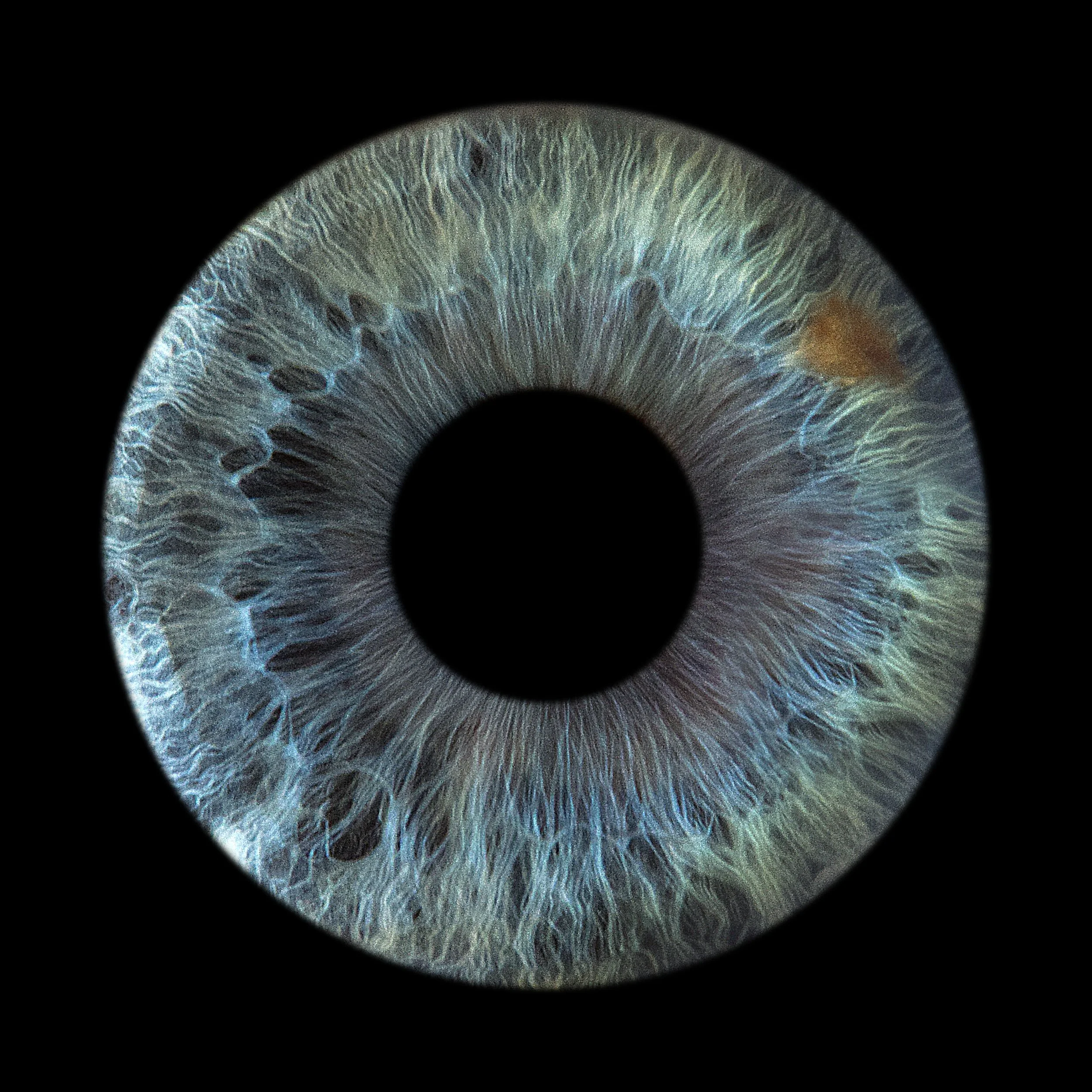 Iris photo NYC, New York | OCHEY