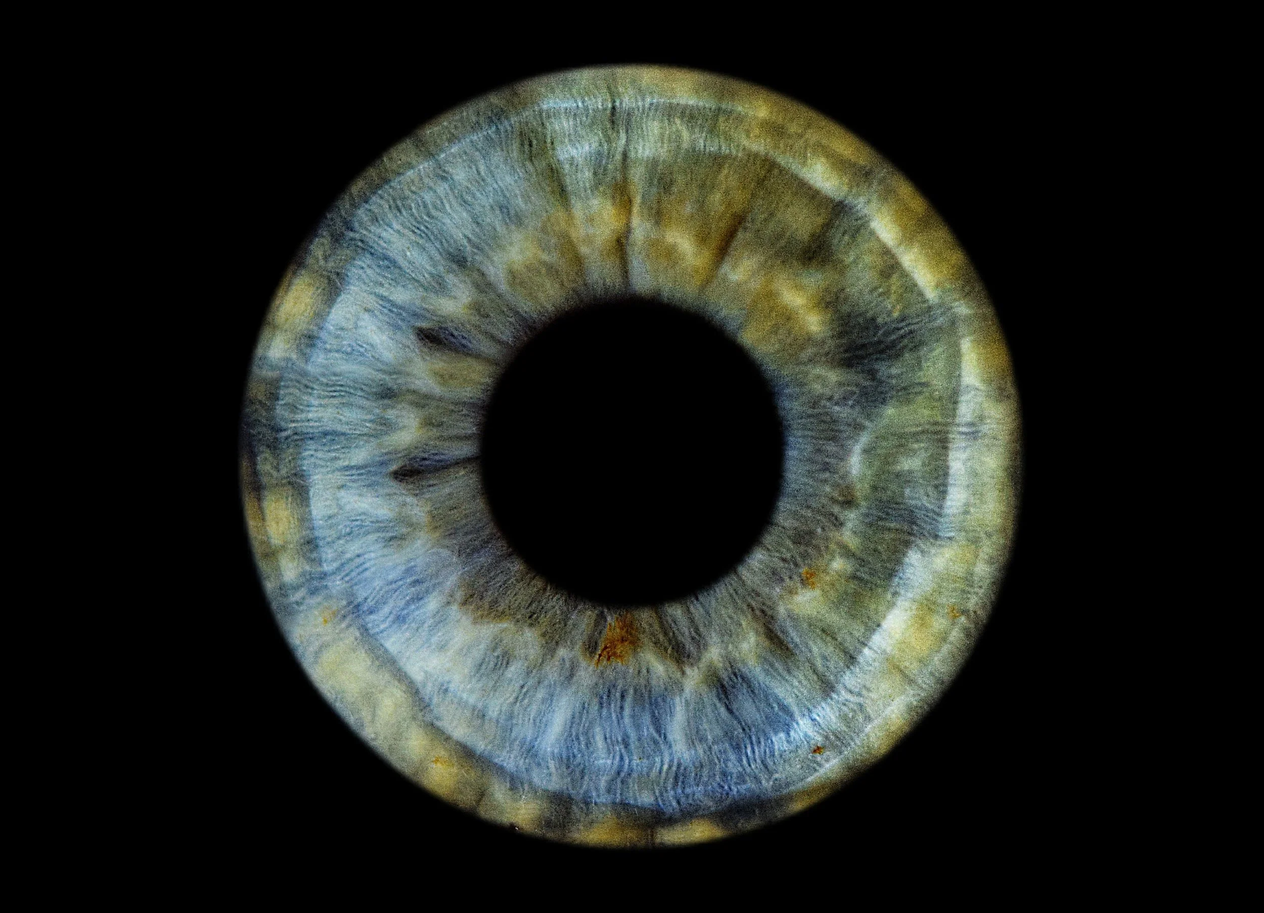 Iris Photo Gallery | OCHEY