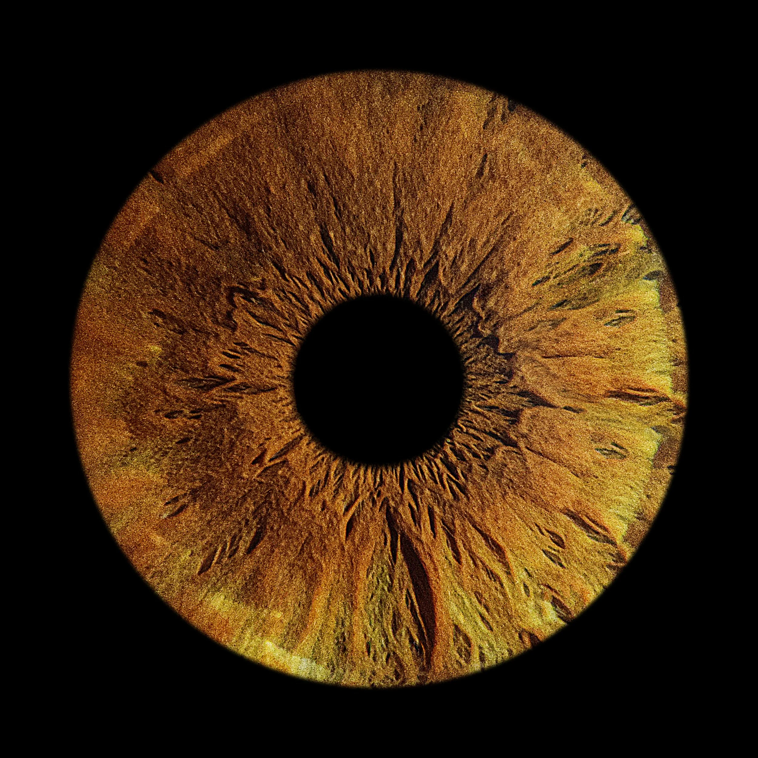 Iris photo NYC, New York | OCHEY