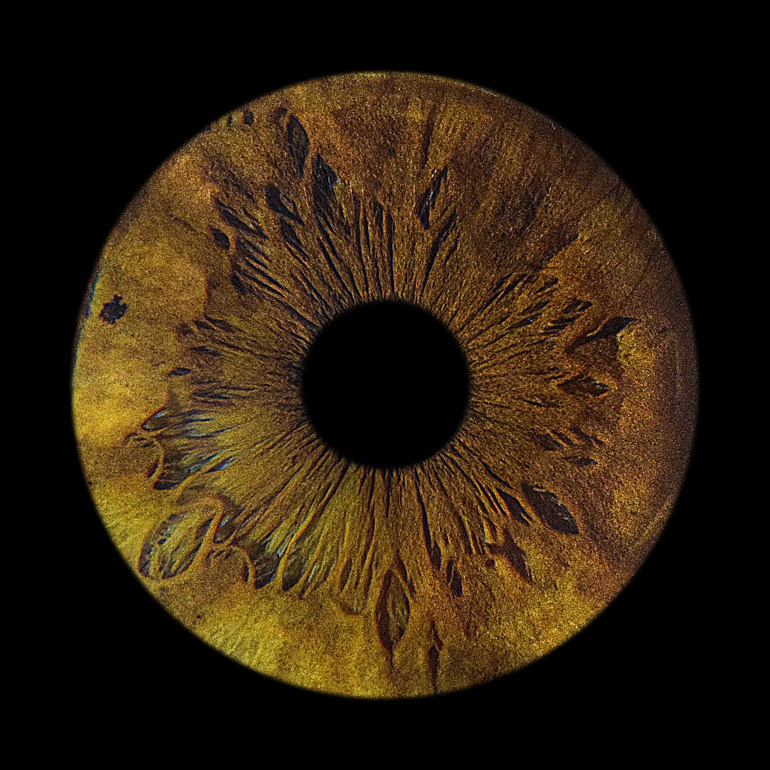 Iris photo NYC, New York | OCHEY