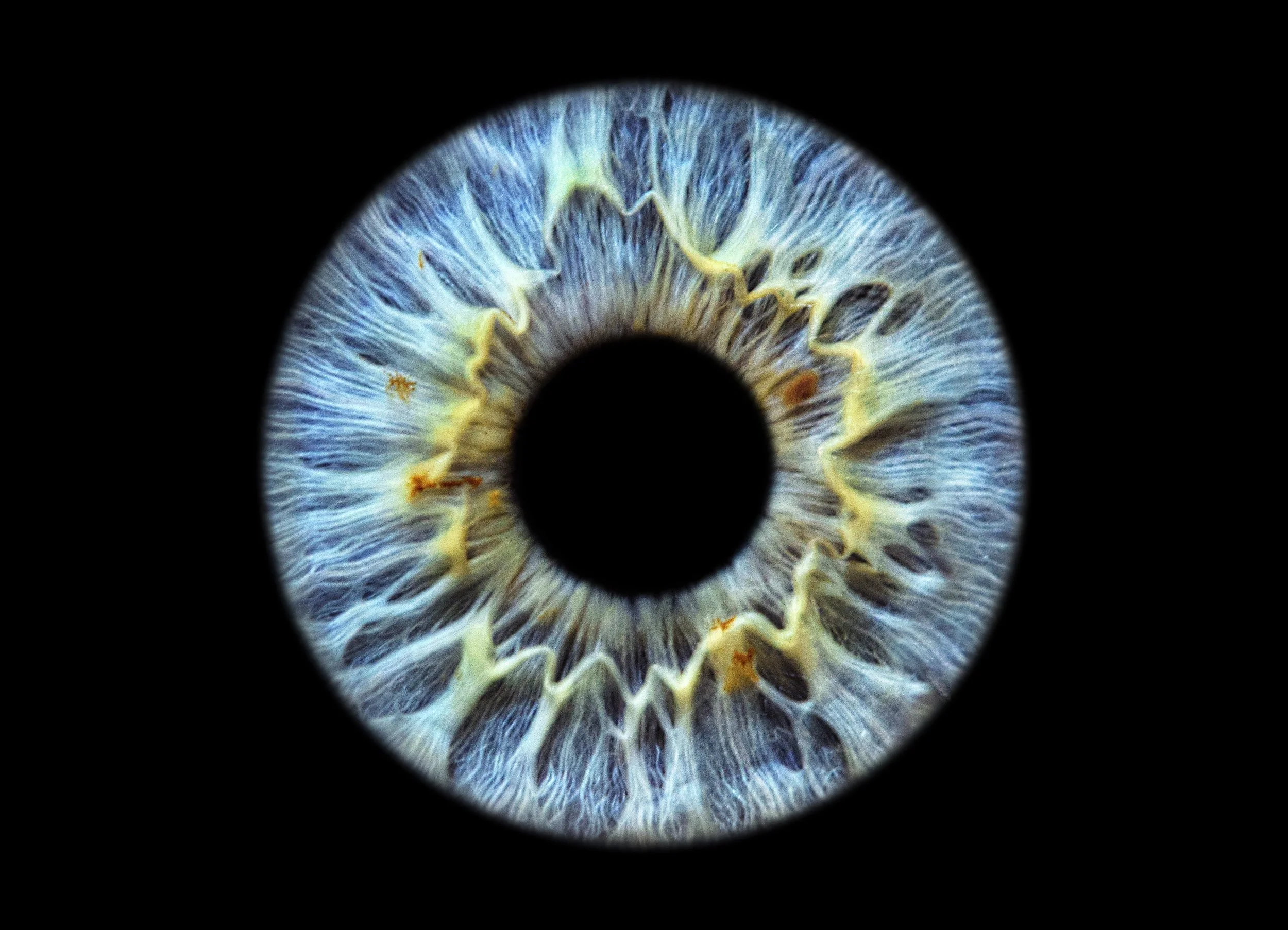 Iris photo NYC, New York | OCHEY