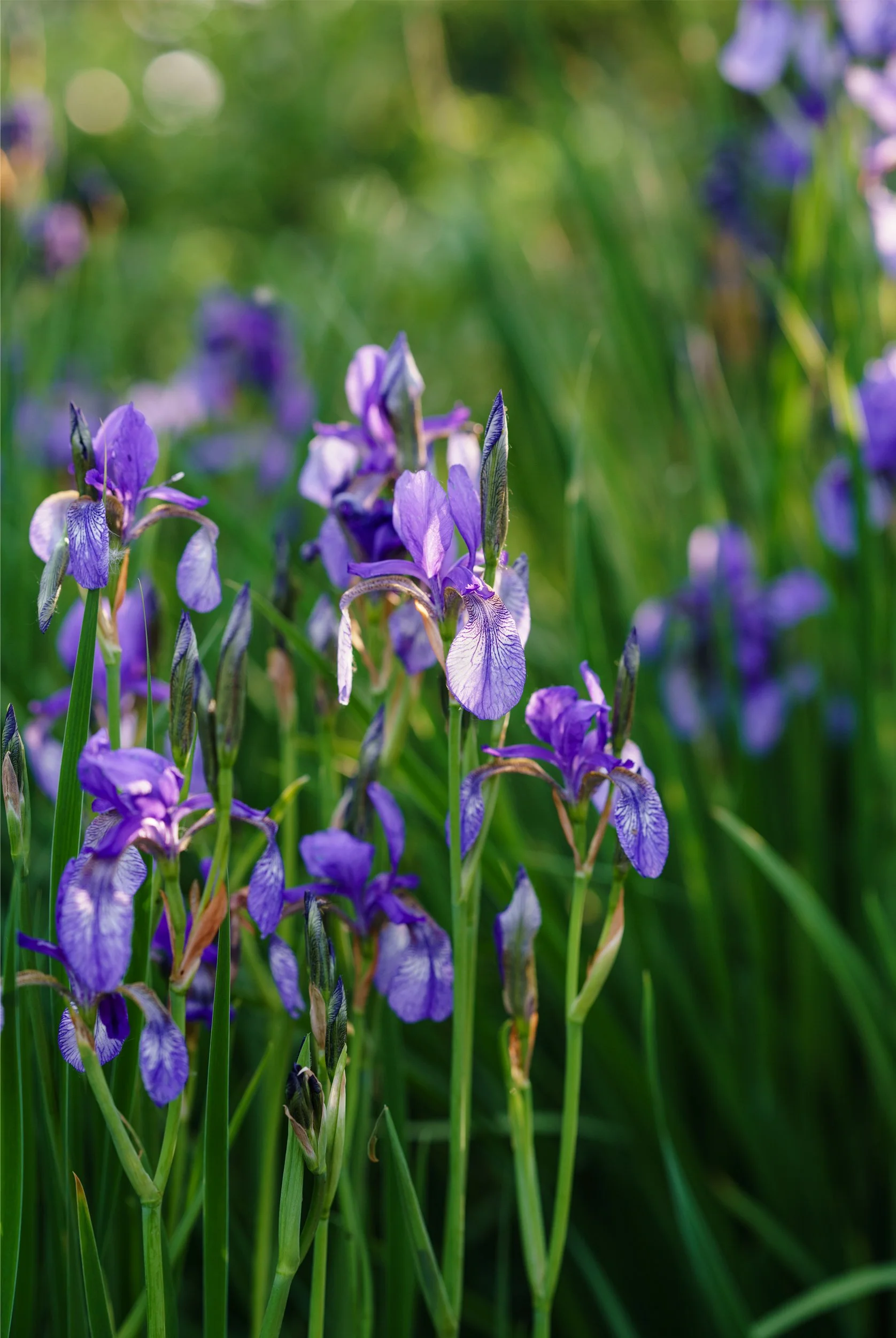 Highgate, London — Angus Thompson