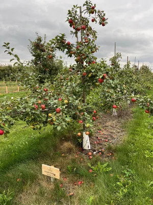 Our Story — Carlson's Orchard