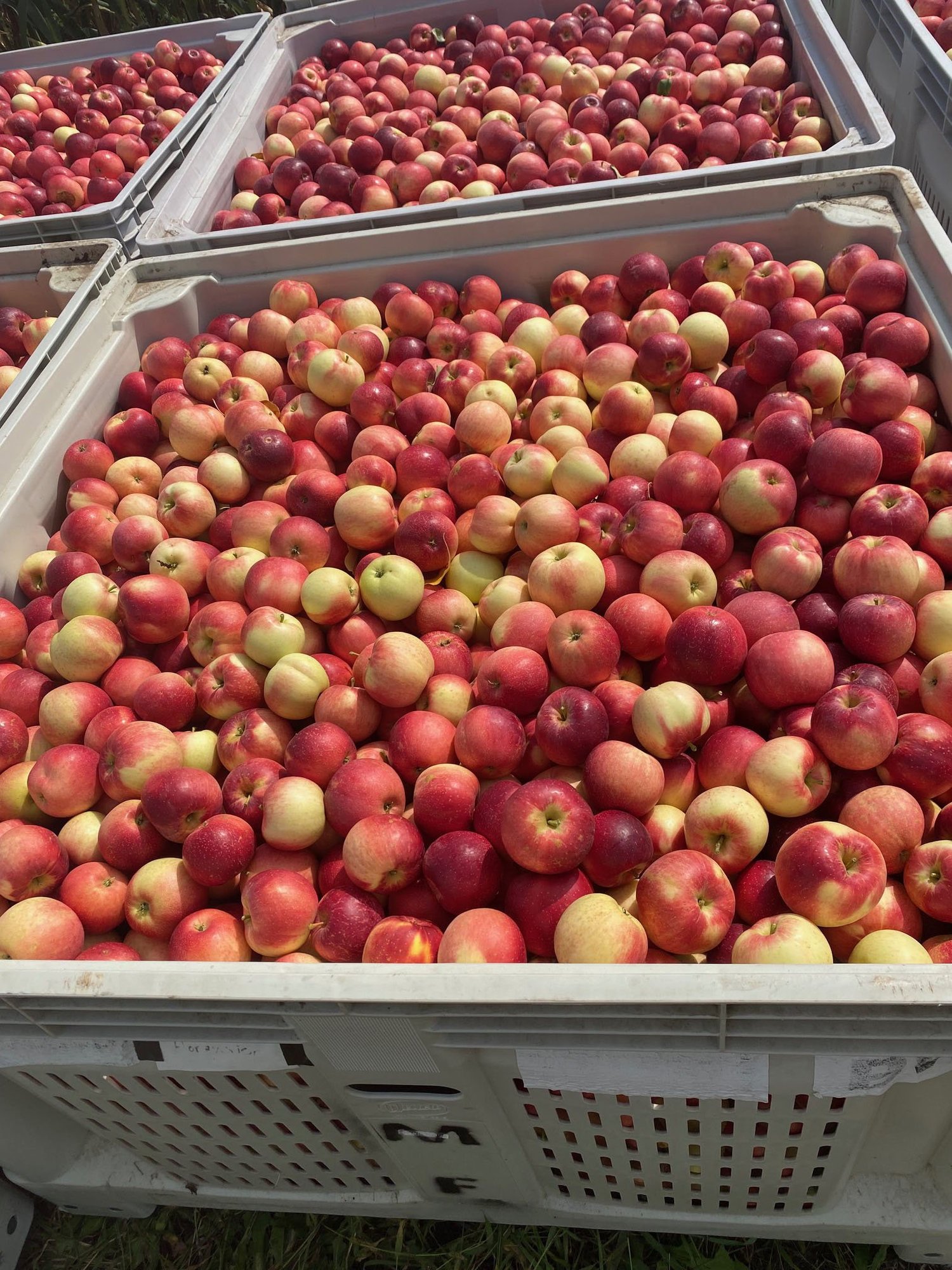 Our Story — Carlson's Orchard