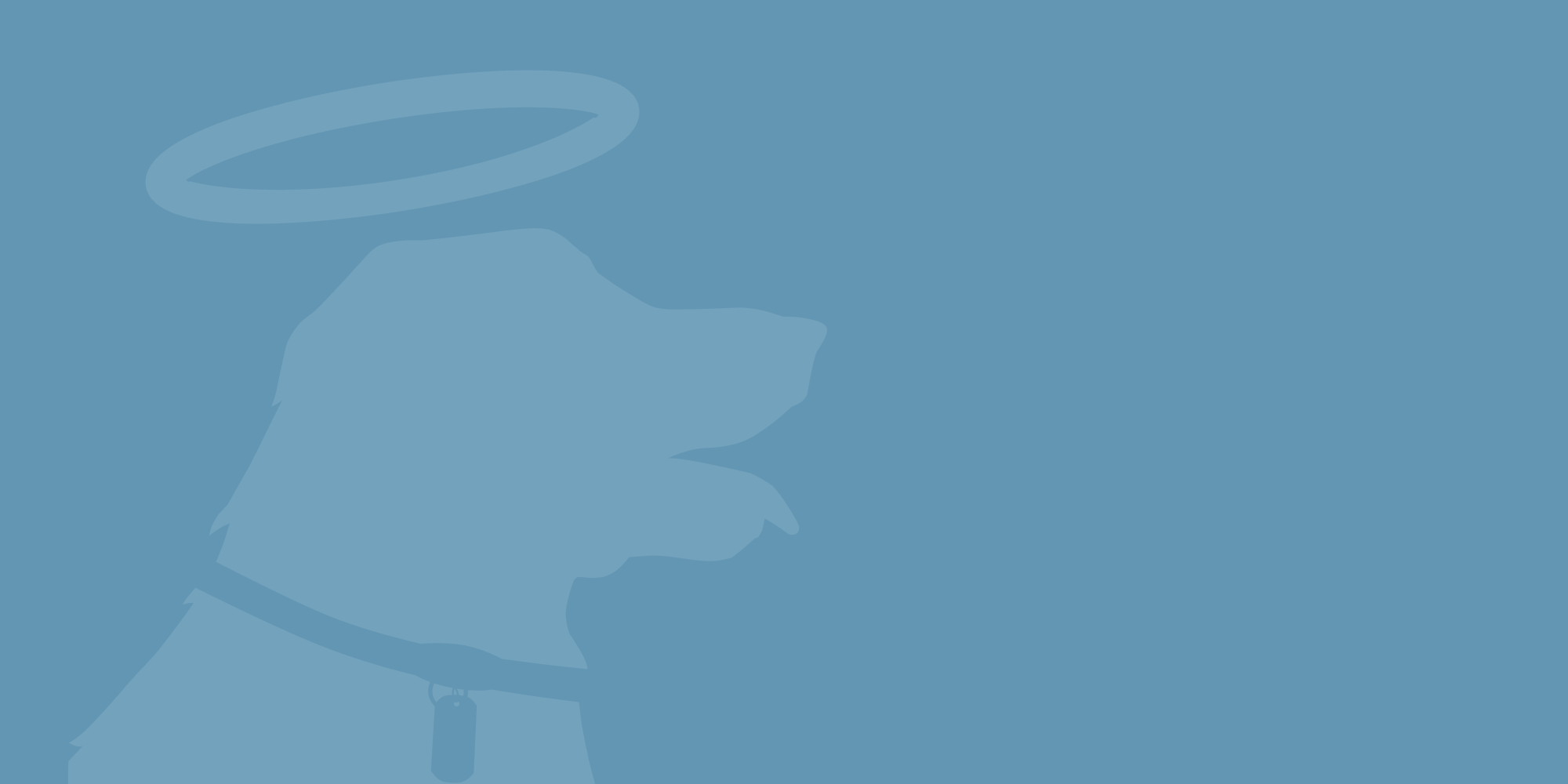 Puppy Training Programs | Absolute Angel