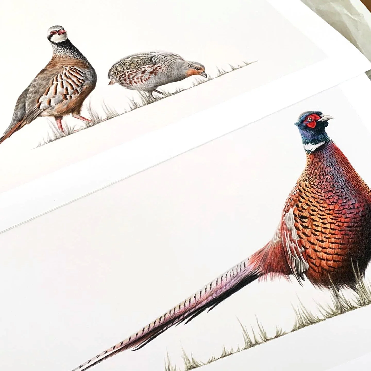 Shop Prints and Original Artwork by Lucy Joyce — Mrs Joyce Draws