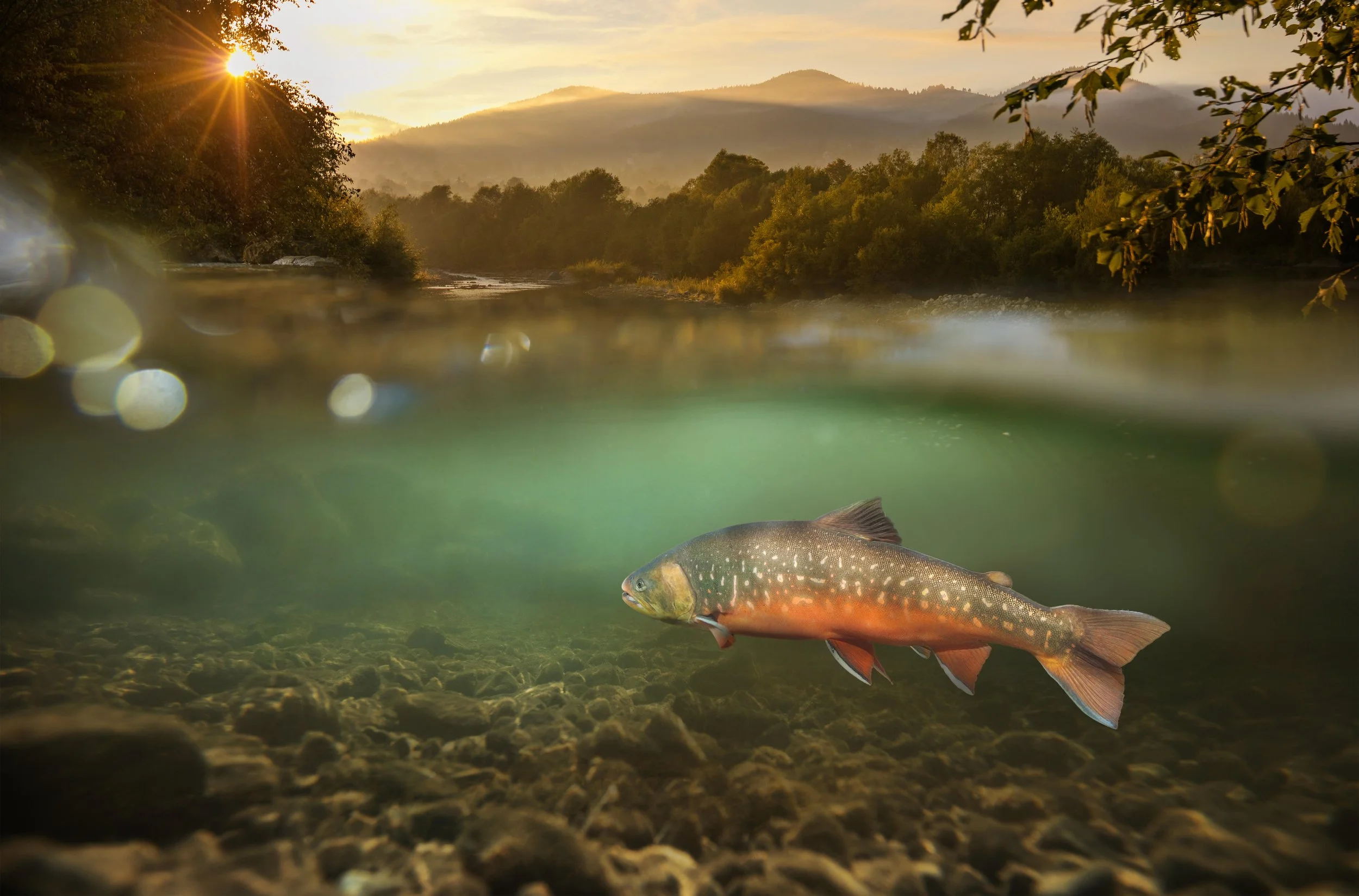 North Wales Rivers Trust