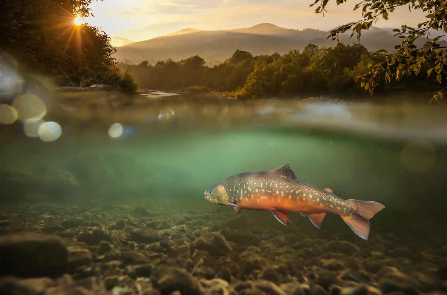 North Wales Rivers Trust