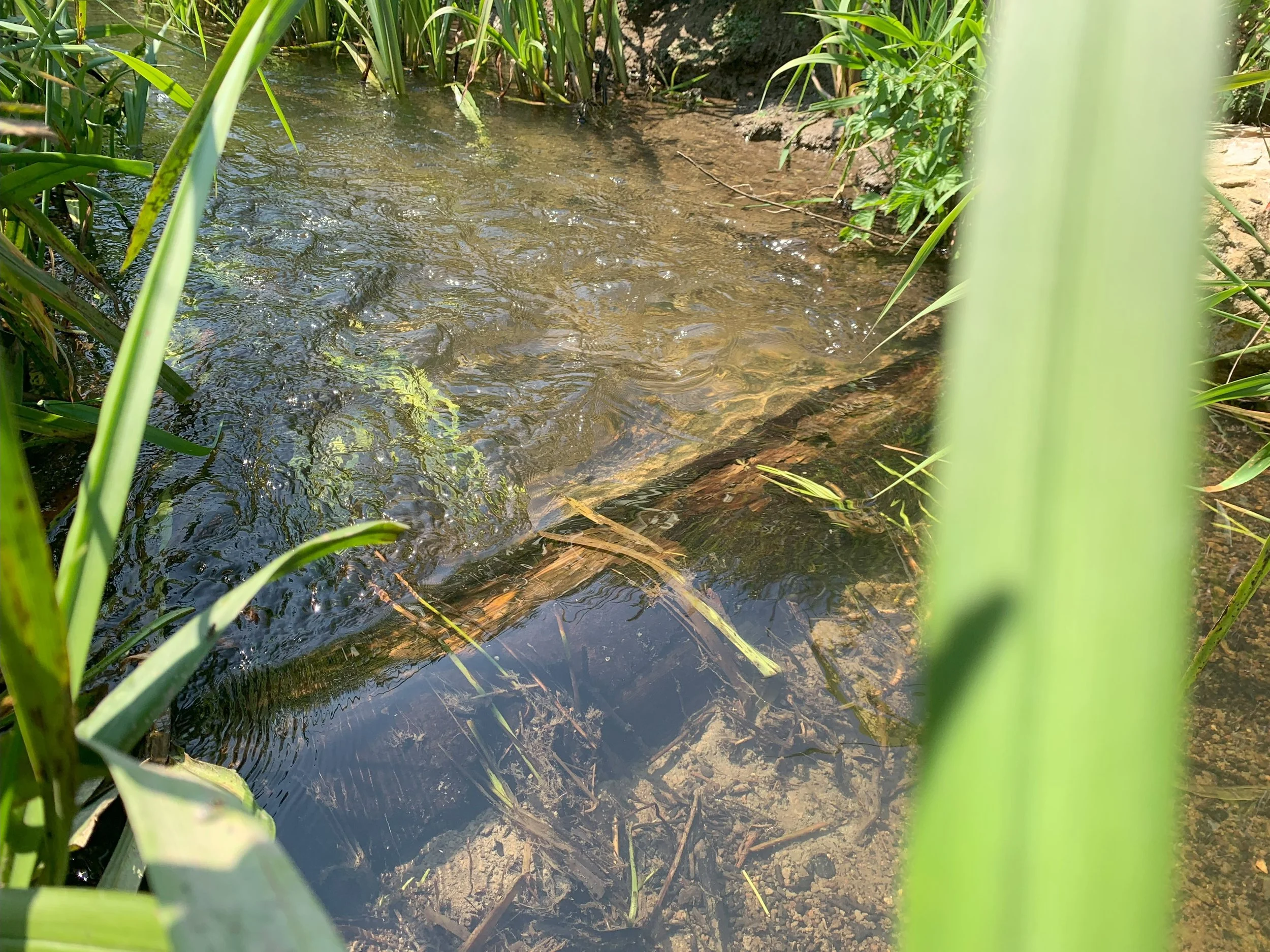North Wales Rivers Trust