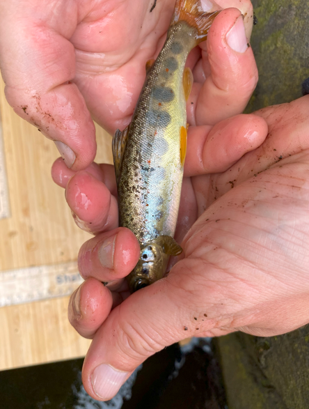 Understanding Electrofishing: A Vital Tool for Fish Population ...