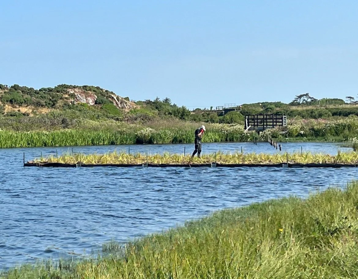 Floating Wetlands | Innovative Solutions for Eutrophication in North ...