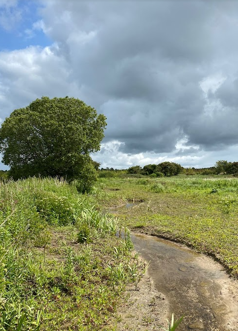 Why Re-Wiggle Rivers? — North Wales Rivers Trust