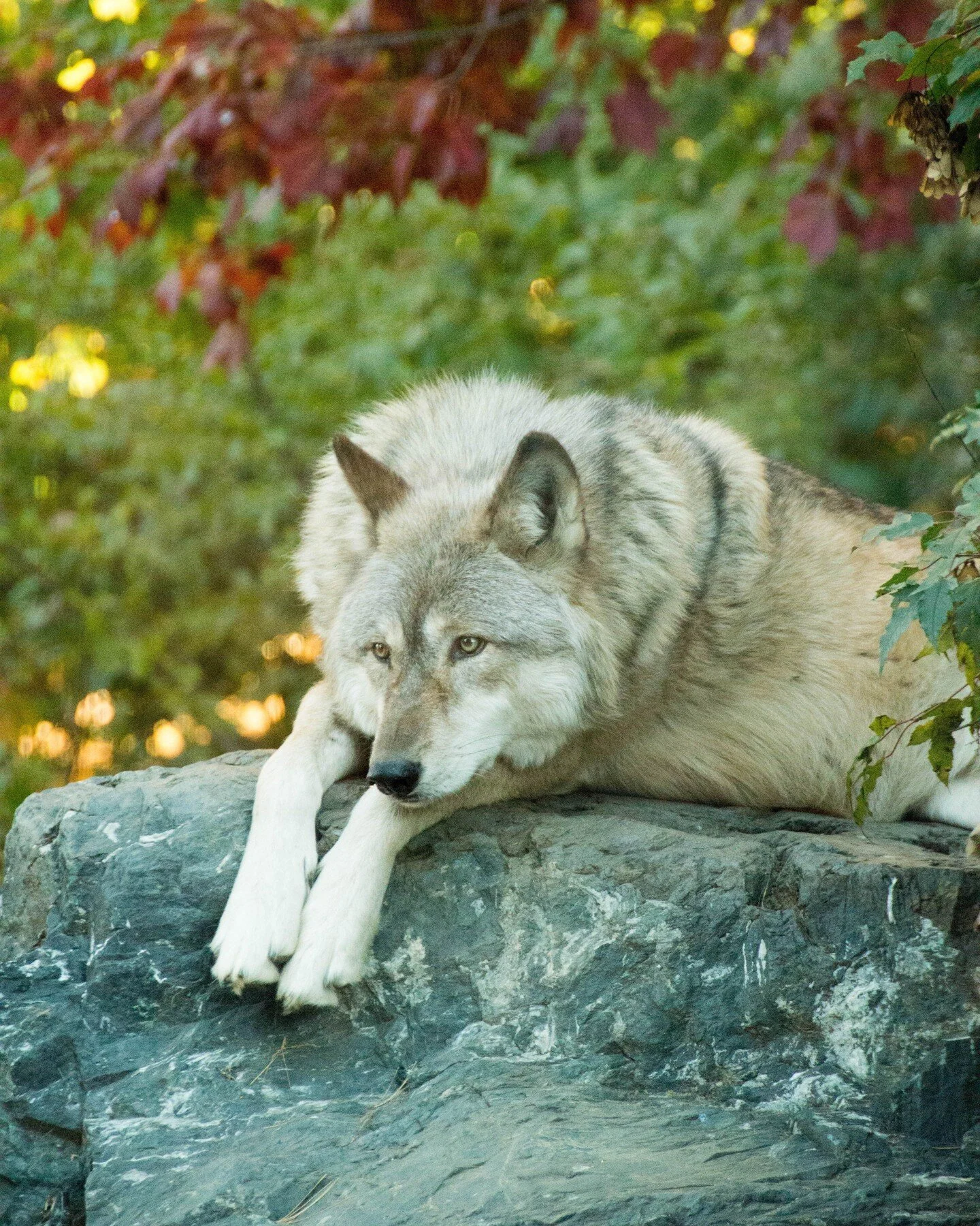 The International Wolf Center — Anung Vilay
