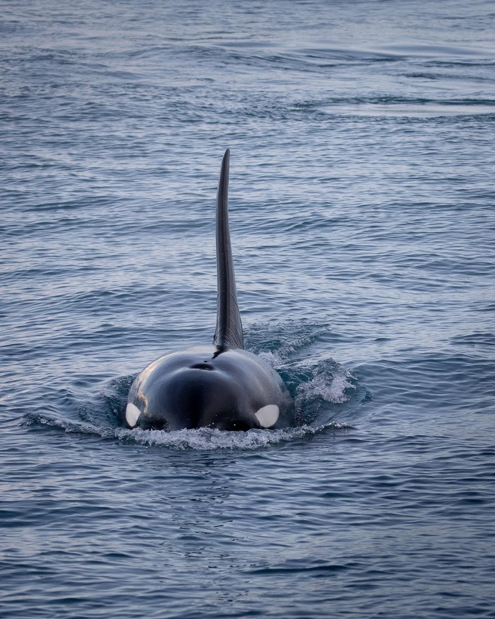 Whaletrips | Wale – Alle Infos über die wichtigsten Wale und wo man sie ...