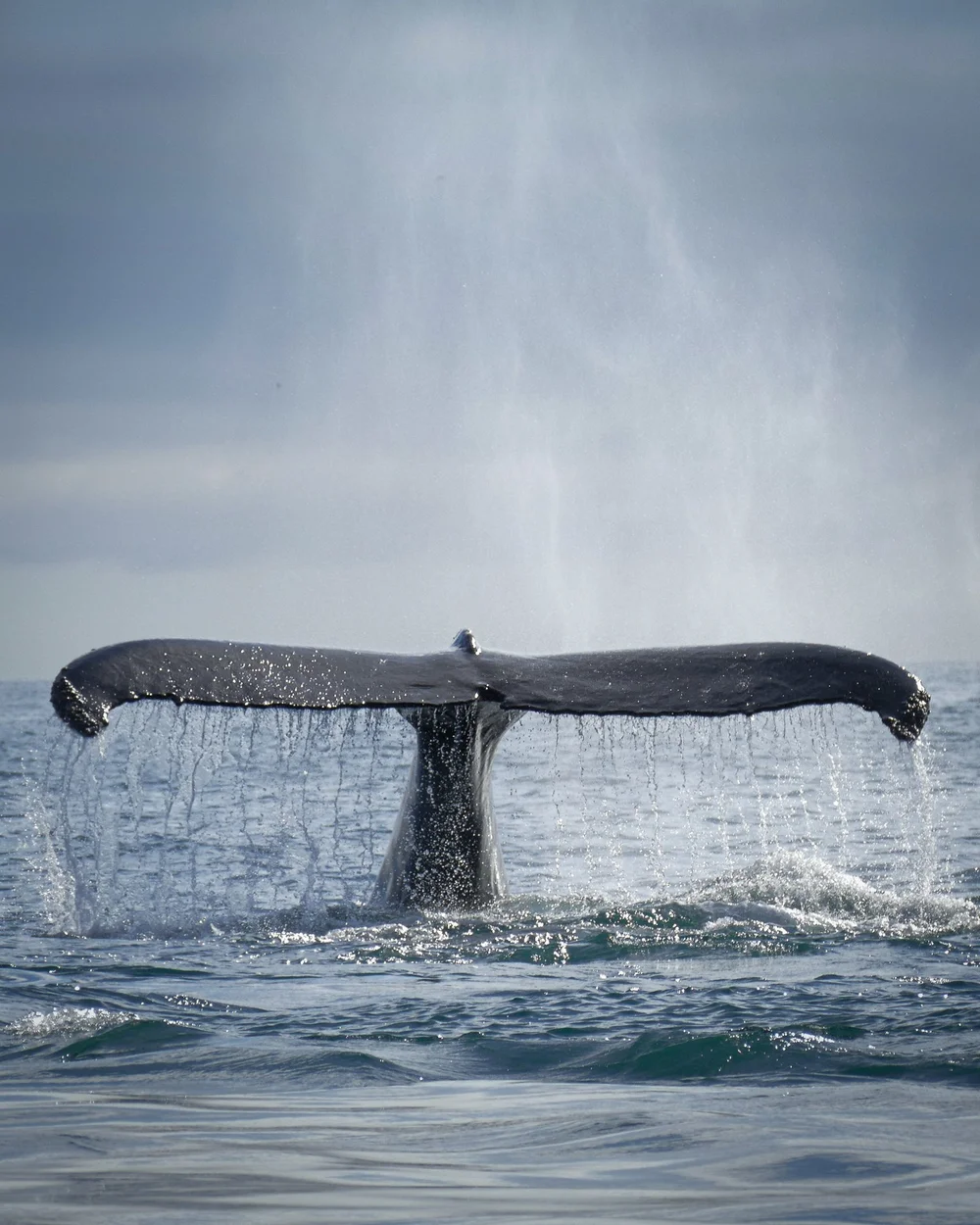 Whaletrips | Wale – Alle Infos über die wichtigsten Wale und wo man sie ...