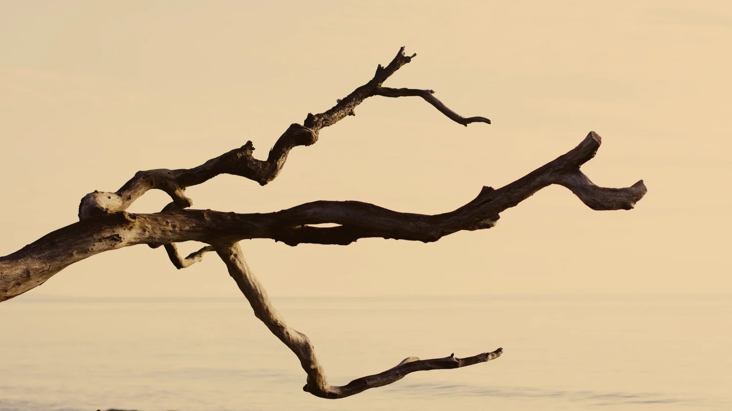 Branching Out — The Restored Church of God & David C. Pack EXPOSED