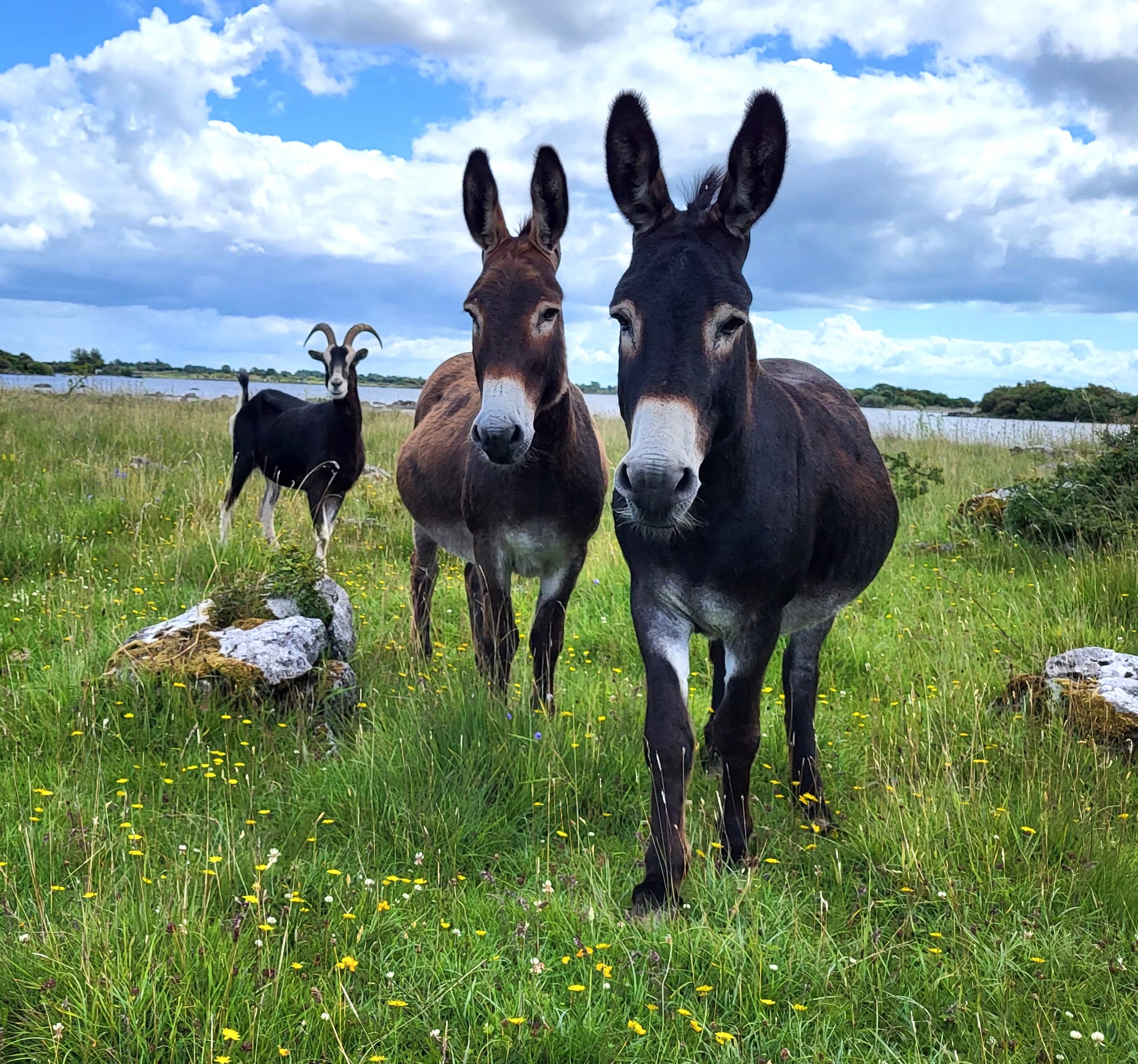 Farmer Resources — ACRES West Connacht