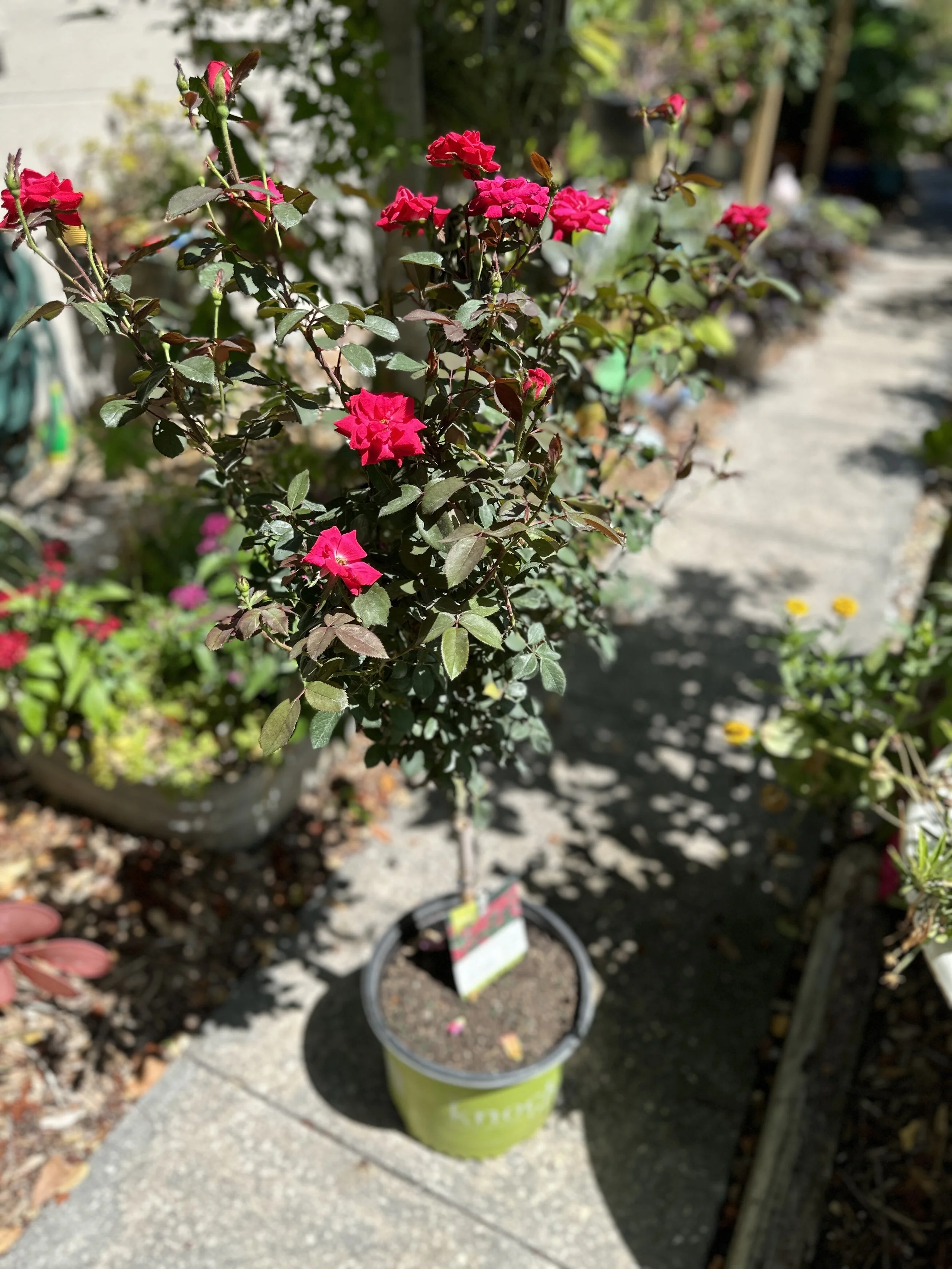 Butterflies and Blossoms FL