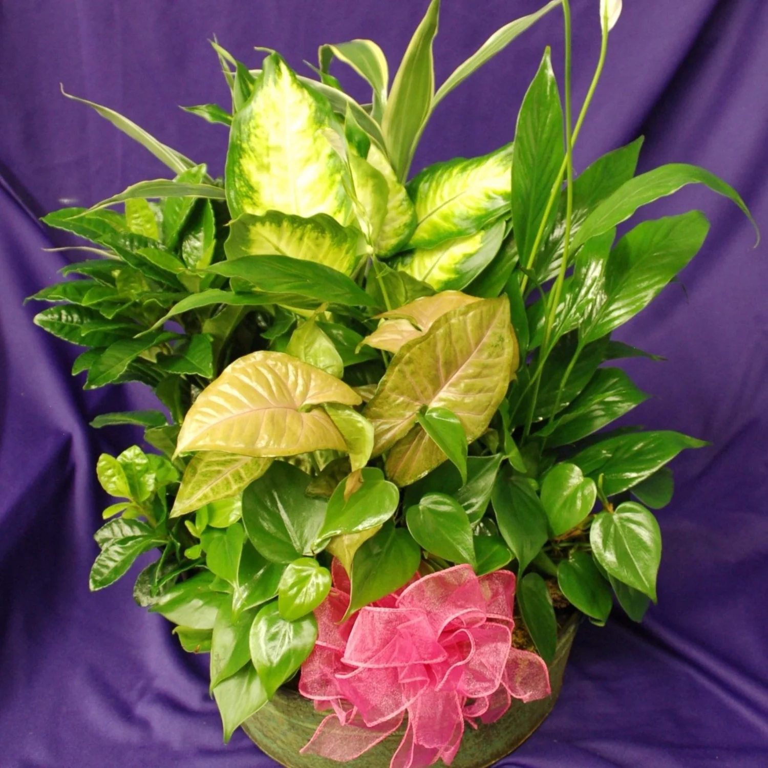 Chapmans Flowers 931-363-1542