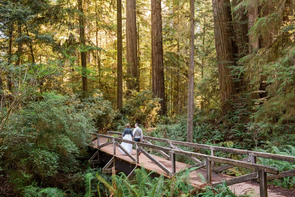 The Ultimate Guide to Eloping in the Redwoods National Park — M. Laine ...