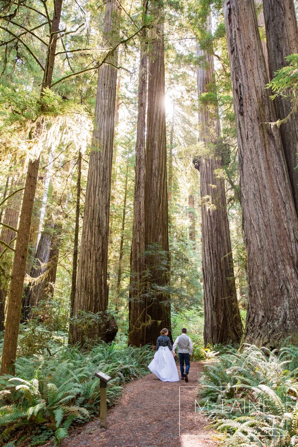 The Ultimate Guide to Eloping in the Redwoods National Park — M. Laine ...