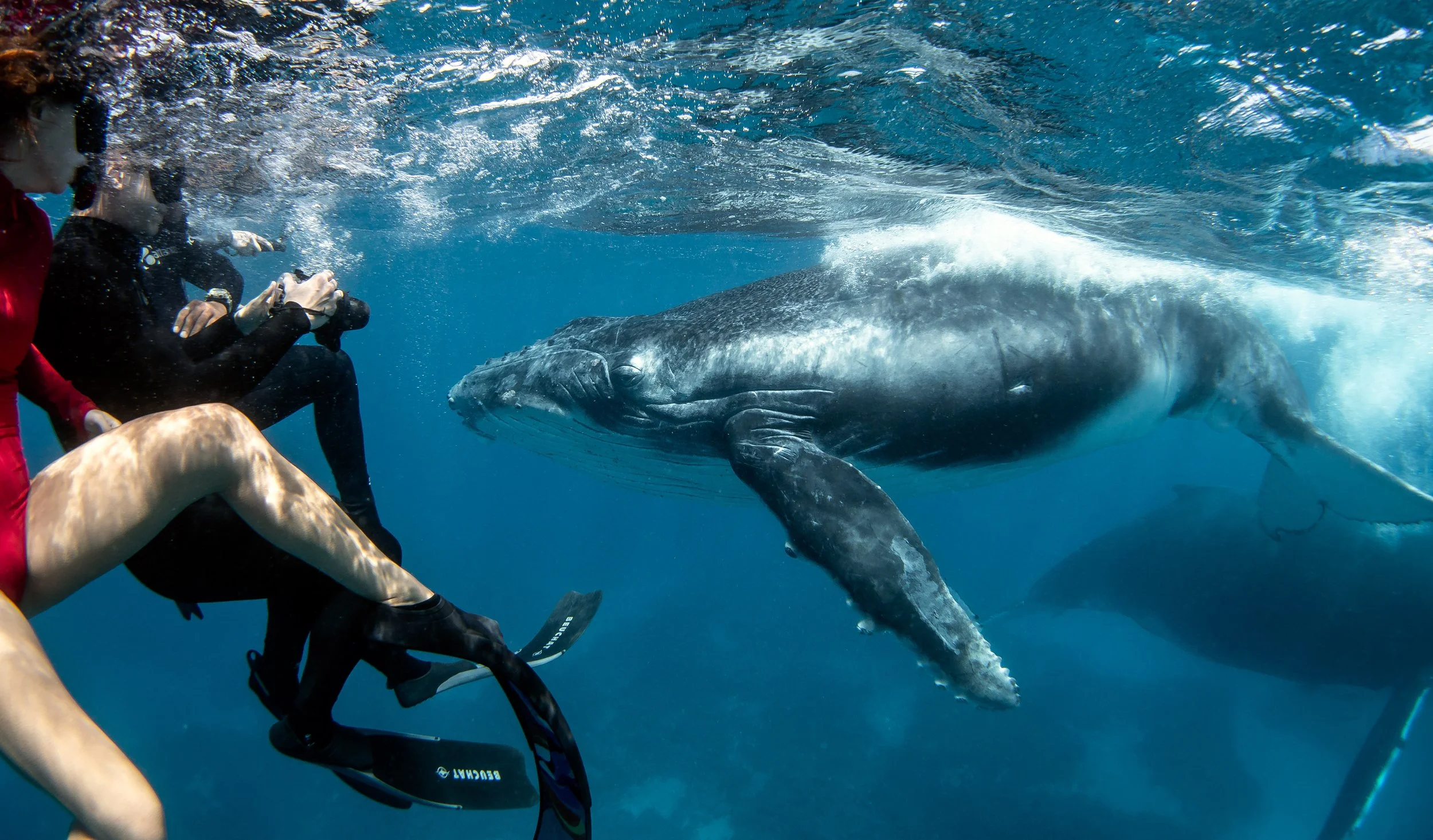 When is the best time to swim with humpback whales? — Tonga Whale Swim ...