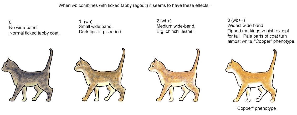 What is the Copper colour? — BELLE AYR CATS