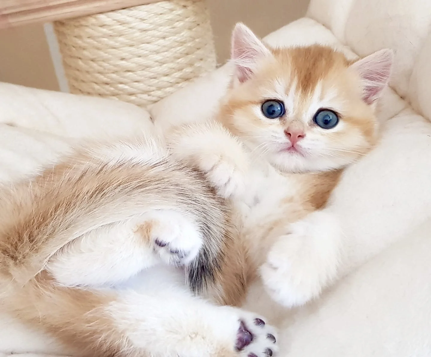 Our British Coat Colours — BELLE AYR CATS