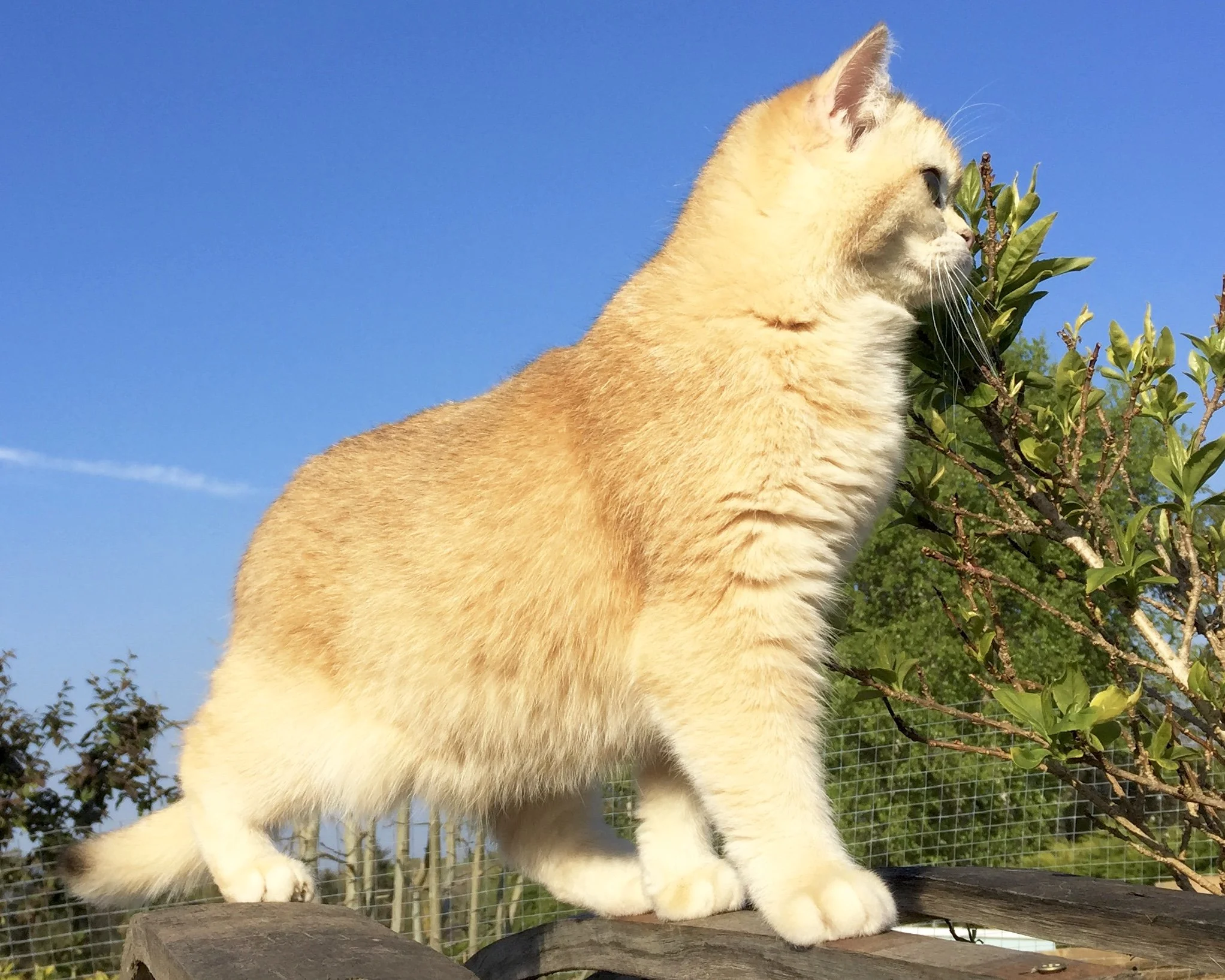 Our British Coat Colours — BELLE AYR CATS