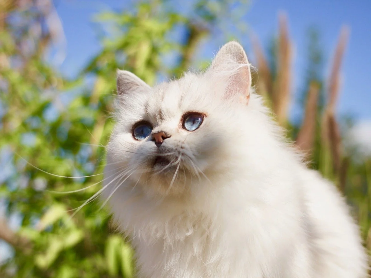 Silver Cat With Blue Eyes