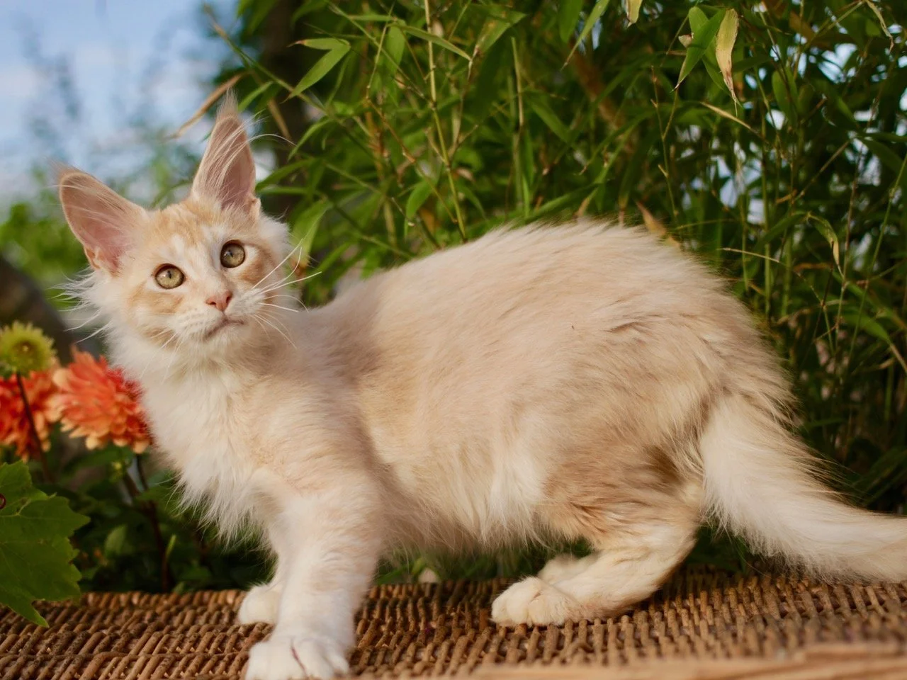 Maine Coons — BELLE AYR CATS