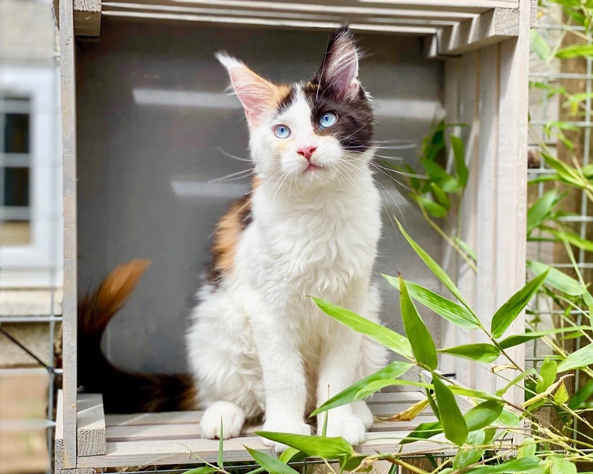 Retired Cats for Sale — BELLE AYR CATS