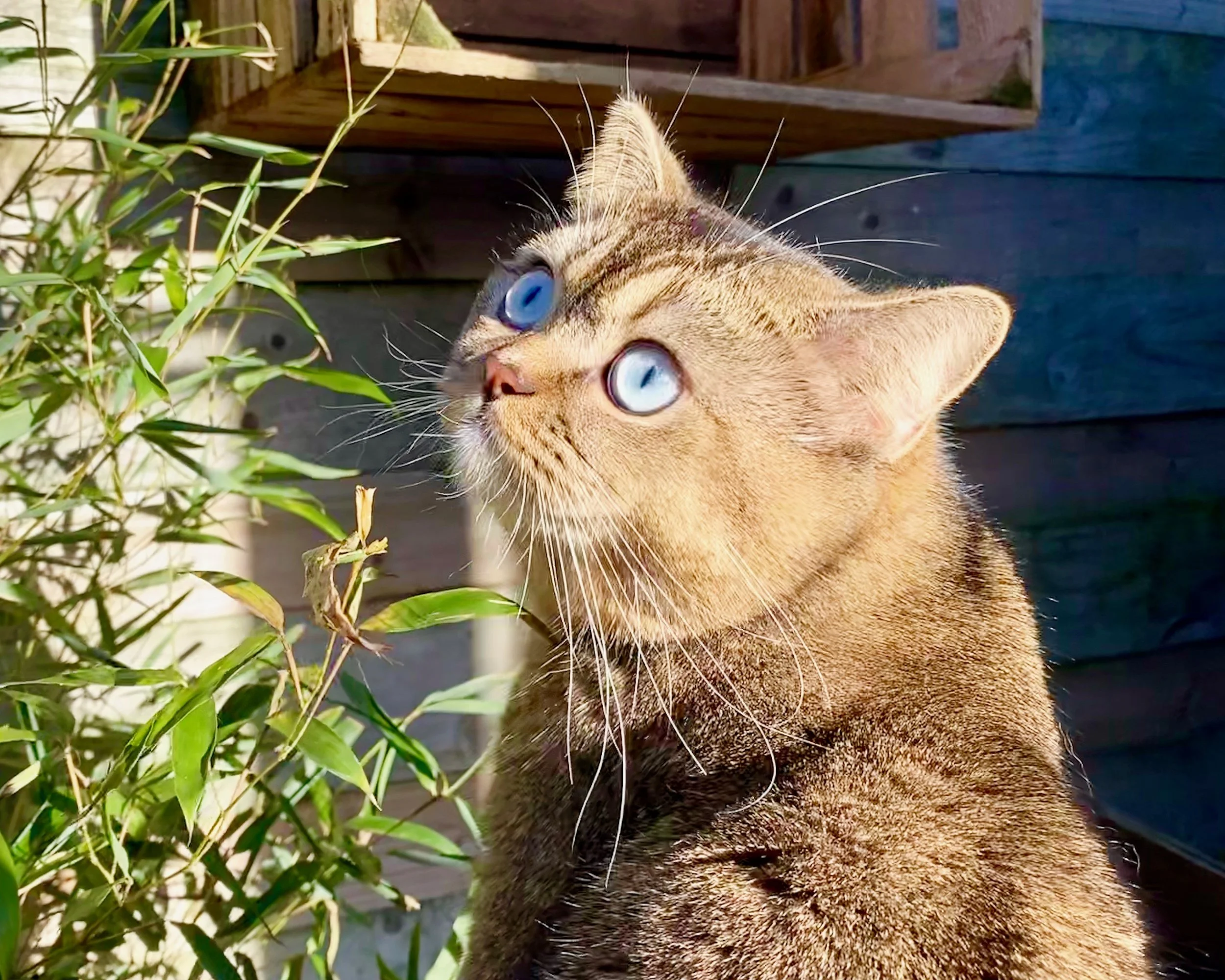 Blue Eye Kittens & Cats for Sale — BELLE AYR CATS