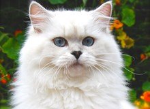 The British Longhair Cat — BELLE AYR CATS
