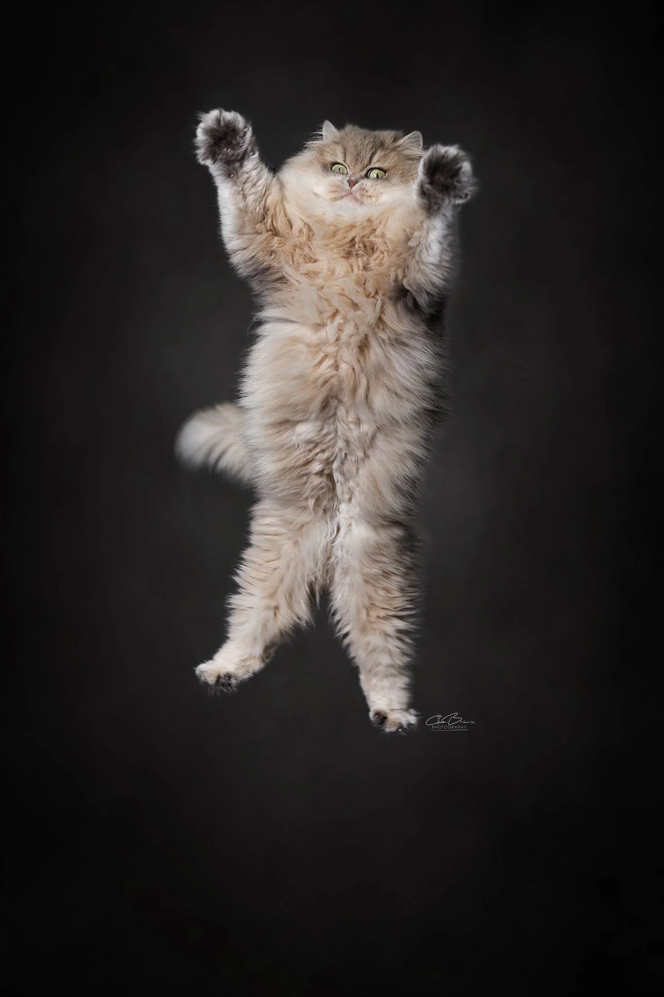 Retired Cats for Sale — BELLE AYR CATS