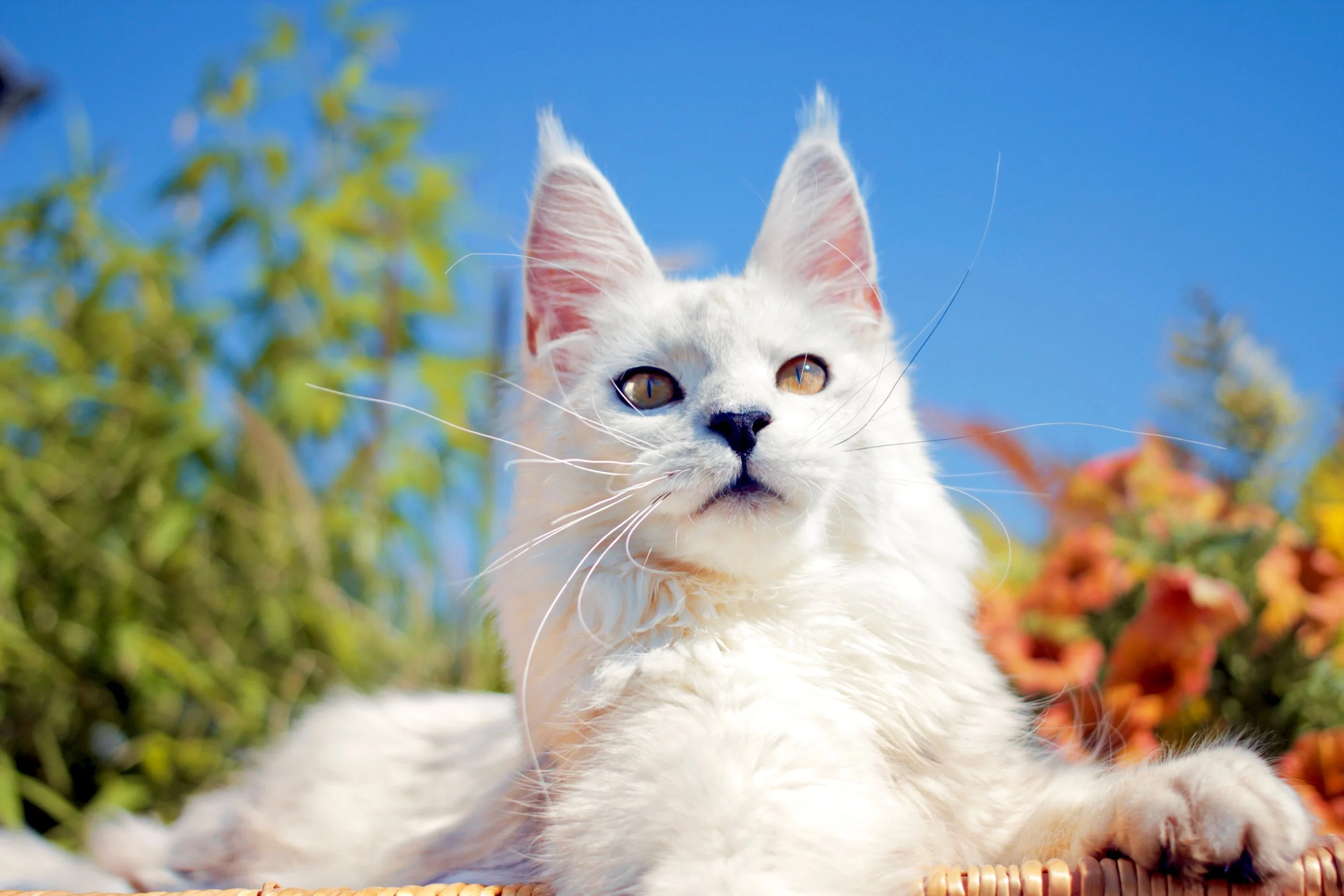 Maine Coons for Sale — BELLE AYR CATS