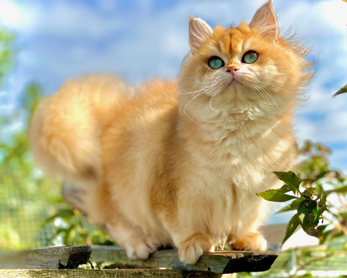 The British Longhair Cat — BELLE AYR CATS