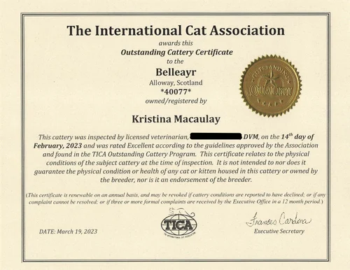 Maine Coons for Sale — BELLE AYR CATS