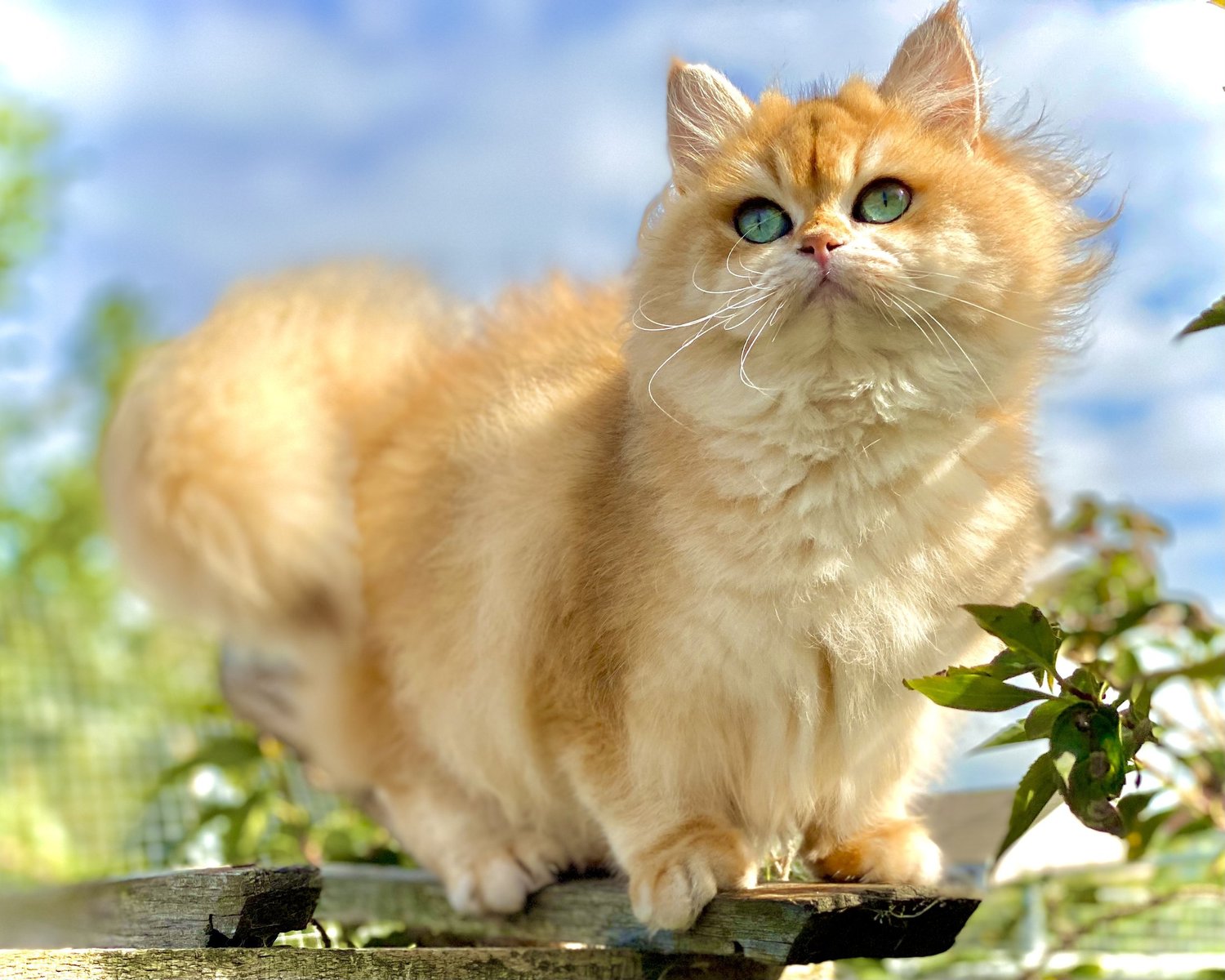British Longhair / Shorthair Cats for Sale — BELLE AYR CATS