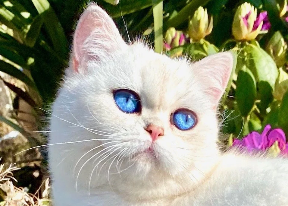 Blue Eye Kittens & Cats for Sale — BELLE AYR CATS